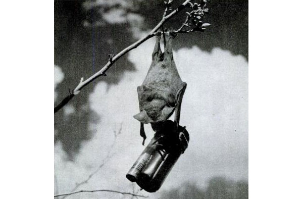 The Bat bombs of WW2 – Military Battle Zone