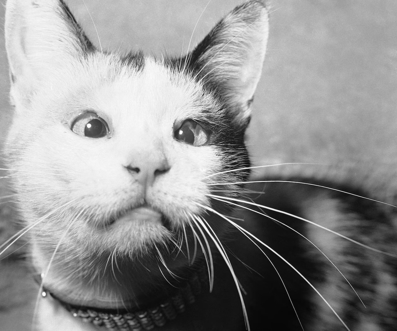 Project Acoustic Kitty: The CIA’s cat spies – Military Battle Zone